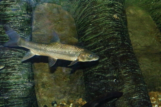 Barbo Images – Browse 46 Stock Photos, Vectors, and Video | Adobe Stock