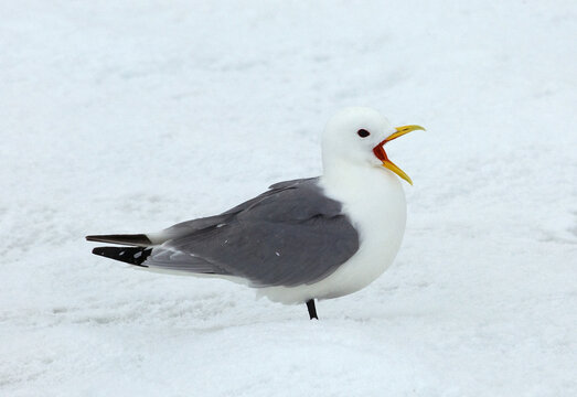 Noordpool Bilder – Durchsuchen 239 Archivfotos, Vektorgrafiken und ...