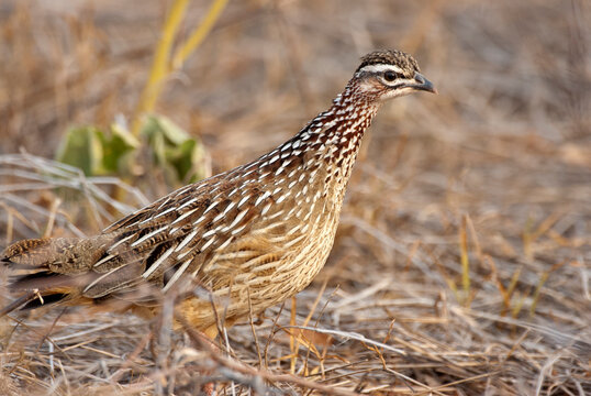 "Crested Francolin" Images – Browse 143 Stock Photos, Vectors, and ...