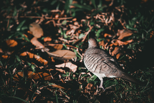 รูปภาพKurokutok – เลือกดูภาพถ่ายสต็อก เวกเตอร์ และวิดีโอ1,546 | Adobe Stock