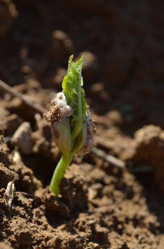 "Bean Sprout" Images – Browse 36,348 Stock Photos, Vectors, and Video ...