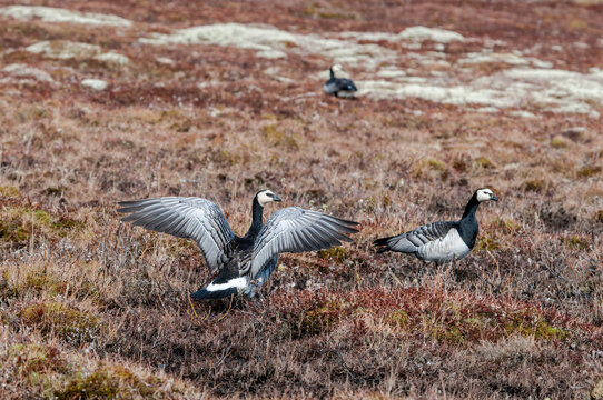 Nick Taurus photos, images, assets | Adobe Stock