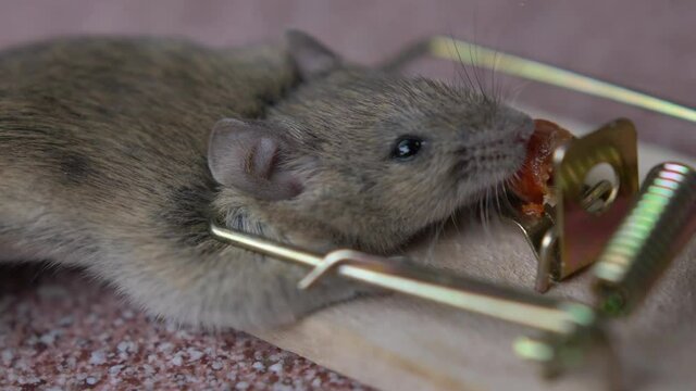 "Common House Mouse" Images – Browse 3,363 Stock Photos, Vectors, and ...