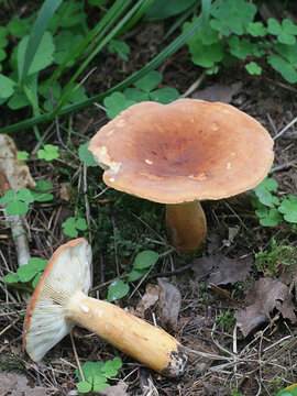 Syn bilder – Bläddra bland 4,342 stockfoton, vektorer och videor ...