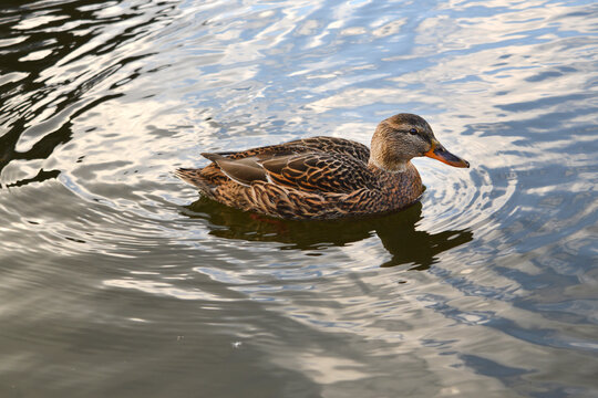 "Gray Duck" Images – Browse 106 Stock Photos, Vectors, and Video ...
