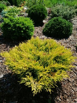 Lime Glow Juniper