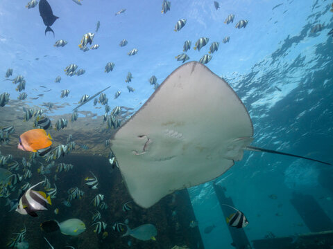 Stachelrochen bilder – Bläddra bland 439 stockfoton, vektorer och ...