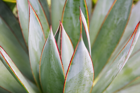 รูปภาพAgavoideae – เลือกดูภาพถ่ายสต็อก เวกเตอร์ และวิดีโอ2,784 | Adobe ...