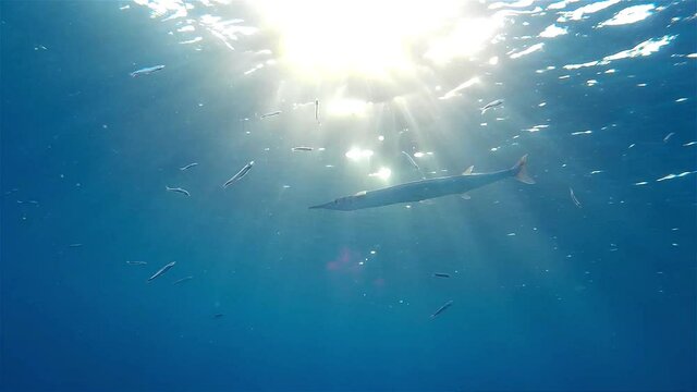 รูปภาพHoundfish – เลือกดูภาพถ่ายสต็อก เวกเตอร์ และวิดีโอ184 | Adobe Stock