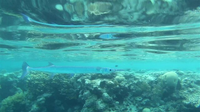 รูปภาพHoundfish – เลือกดูภาพถ่ายสต็อก เวกเตอร์ และวิดีโอ184 | Adobe Stock