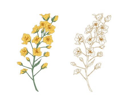 Mustard Flower Tattoo