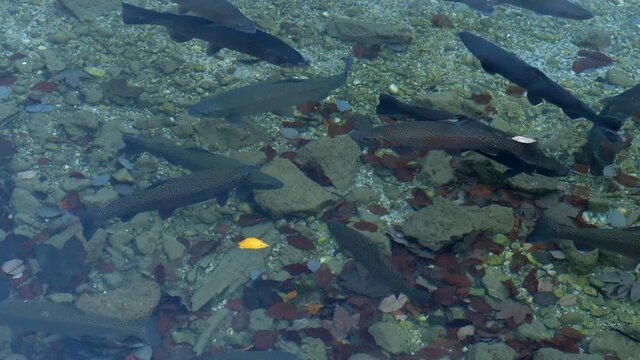 Lachsfisch Images – Browse 149 Stock Photos, Vectors, and Video | Adobe ...