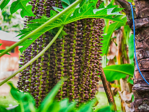 Fructify bilder – Bläddra bland 573 stockfoton, vektorer och videor | Adobe Stock