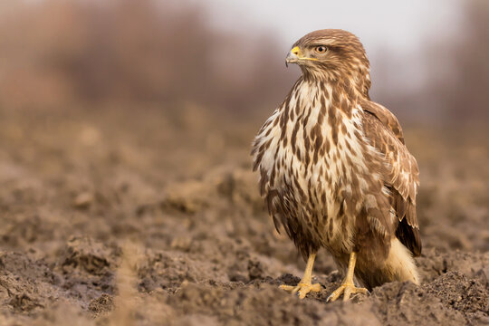 "Predatory Bird" Bilder – Durchsuchen 3,053 Archivfotos, Vektorgrafiken ...