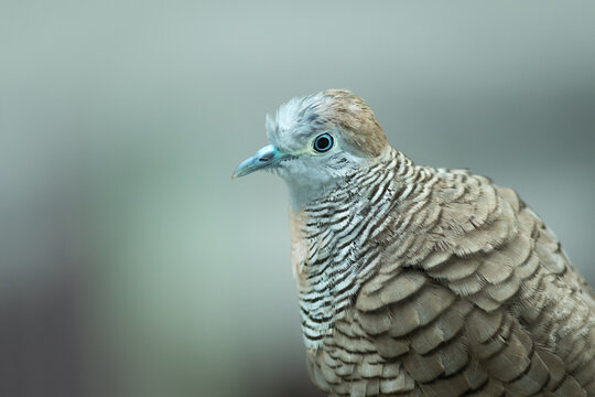 รูปภาพKurokutok – เลือกดูภาพถ่ายสต็อก เวกเตอร์ และวิดีโอ1,546 | Adobe Stock