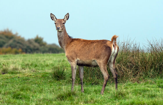 Doe