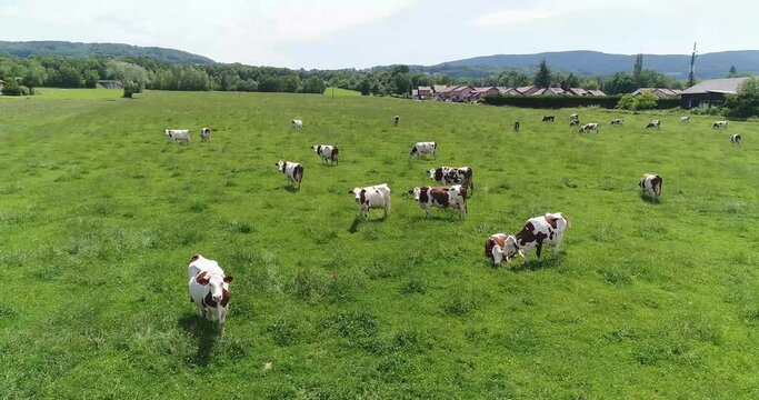 Vache Marron Images – Browse 1,184 Stock Photos, Vectors, and Video ...