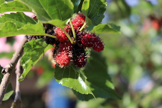 รูปภาพMalberry – เลือกดูภาพถ่ายสต็อก เวกเตอร์ และวิดีโอ183 | Adobe Stock