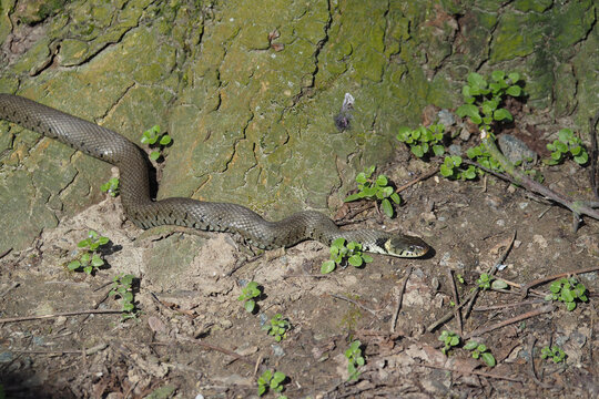 Toxicofera Bilder – Durchsuchen 339 Archivfotos, Vektorgrafiken und ...