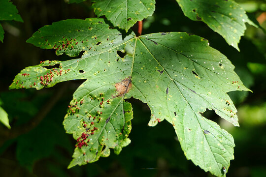 Milbenbefall Bilder – Durchsuchen 374 Archivfotos, Vektorgrafiken und ...