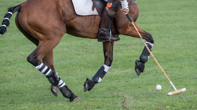 "Polo Game" Images – Browse 163 Stock Photos, Vectors, and Video ...