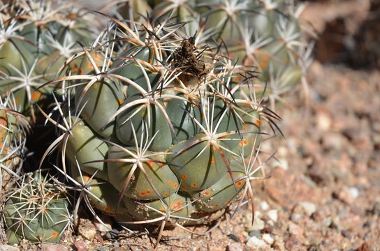 "Coryphantha Elephantidens"-Bilder: Stock-Fotos & -Videos. | Adobe Stock