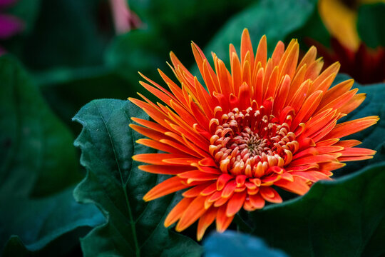 รูปภาพChrysant – เลือกดูภาพถ่ายสต็อก เวกเตอร์ และวิดีโอ1,336 | Adobe Stock