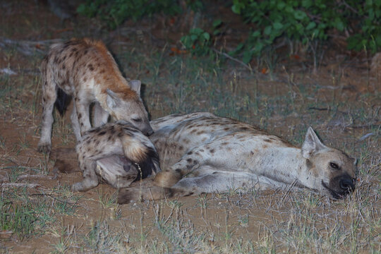 "Crocuta Crocuta" Images – Browse 11,605 Stock Photos, Vectors, and ...