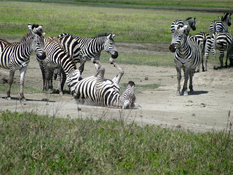 Zabra Billeder – Gennemse 299 stockfotos, vektorer og videoer | Adobe Stock