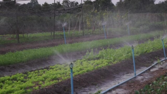 รูปภาพSprinkel – เลือกดูภาพถ่ายสต็อก เวกเตอร์ และวิดีโอ202 | Adobe Stock