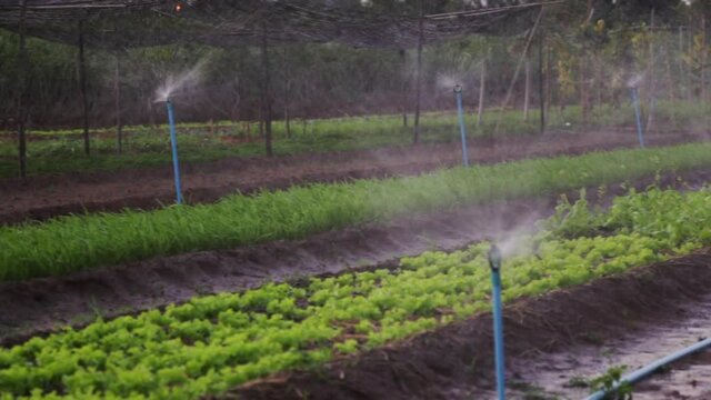 รูปภาพSprinkel – เลือกดูภาพถ่ายสต็อก เวกเตอร์ และวิดีโอ254 | Adobe Stock