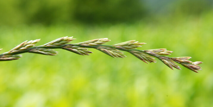 รูปภาพFructification – เลือกดูภาพถ่ายสต็อก เวกเตอร์ และวิดีโอ2,667 ...