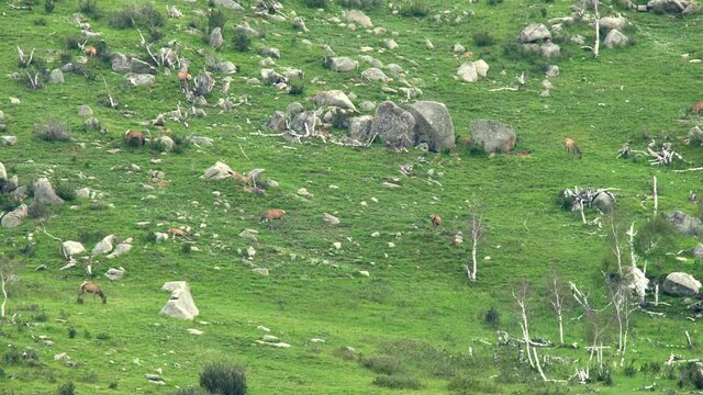 Cervinae Images – Browse 5,357 Stock Photos, Vectors, and Video | Adobe ...