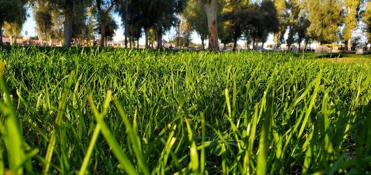 「Zacate」の写真素材 | 79件の無料イラスト画像 | Adobe Stock