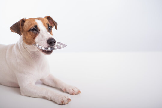 「Dog Hurt」の画像 - 6,095 件の Stock 写真、ベクターおよびビデオ | Adobe Stock