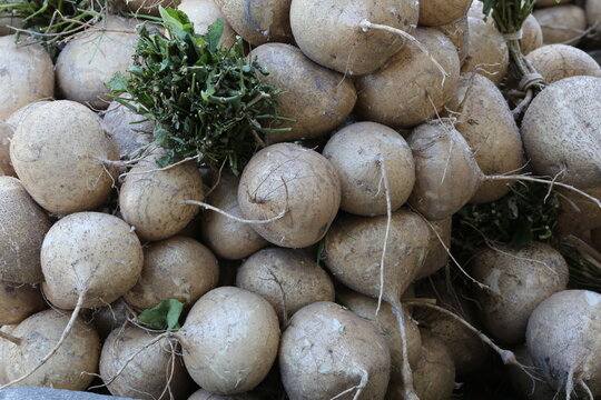 Singkamas Images – Browse 15 Stock Photos, Vectors, and Video | Adobe Stock