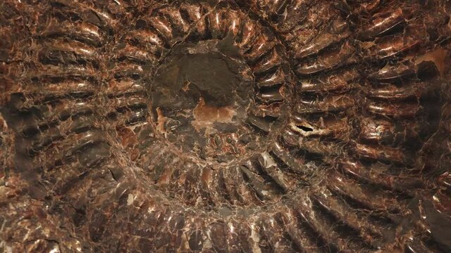 Extinct Imagens – Procure 89,068 fotos, vetores e vídeos | Adobe Stock