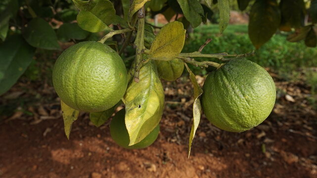 Underripe Images – Browse 432 Stock Photos, Vectors, and Video | Adobe ...