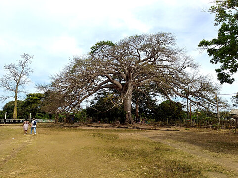 Bonga Images – Browse 69 Stock Photos, Vectors, and Video | Adobe Stock