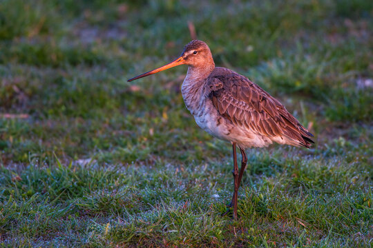 รูปภาพSchnepfe – เลือกดูภาพถ่ายสต็อก เวกเตอร์ และวิดีโอ799 | Adobe Stock