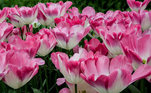 Sinfonie 이미지 – 찾아보기 734 스톡 사진, 벡터 및 비디오 | Adobe Stock