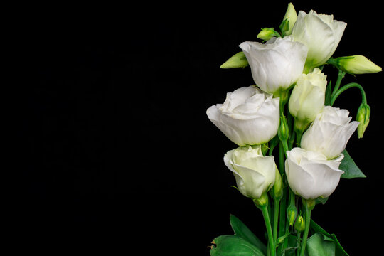 White Rose With Black Background