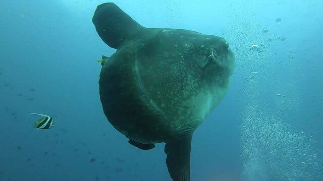 Imágenes de "Moon Fish": descubre bancos de fotos, ilustraciones ...