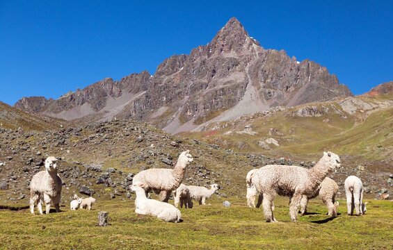 Lamas bilder – Bläddra bland 4,257 stockfoton, vektorer och videor ...