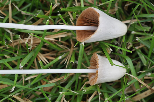 Conocybe Images – Browse 114 Stock Photos, Vectors, and Video | Adobe Stock