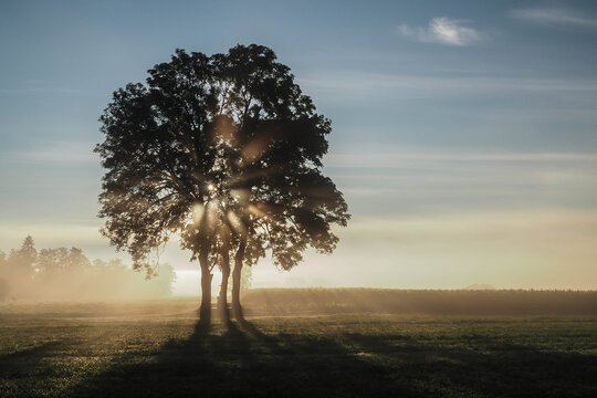 Eschenbaum Bilder – Durchsuchen 79,191 Archivfotos, Vektorgrafiken und ...
