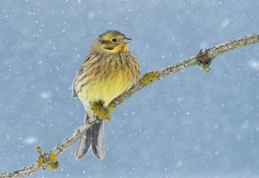 Yellowhammer Bilder – Durchsuchen 5,010 Archivfotos, Vektorgrafiken und ...