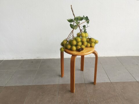 Kinnip Bilder – Durchsuchen 3,314 Archivfotos, Vektorgrafiken und ...