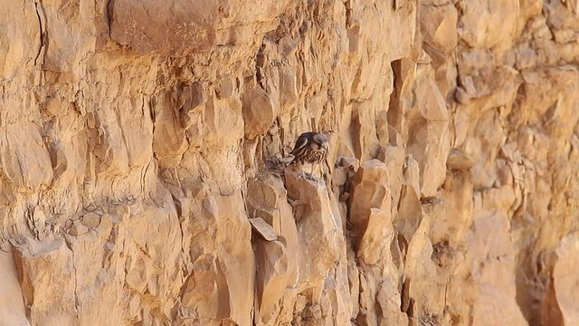 "Lanner Falcon" Images – Browse 781 Stock Photos, Vectors, and Video ...