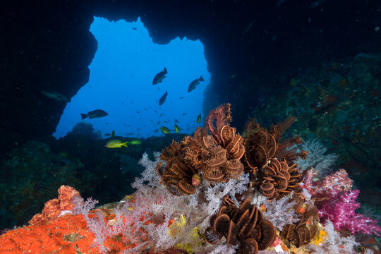 Plumas Images – Browse 46 Stock Photos, Vectors, and Video | Adobe Stock